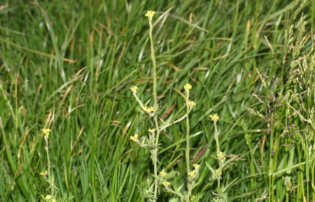 Gewone raket :: Stadsplanten in Breda