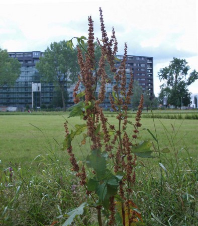 Ridderzuring :: Stadsplanten in Breda